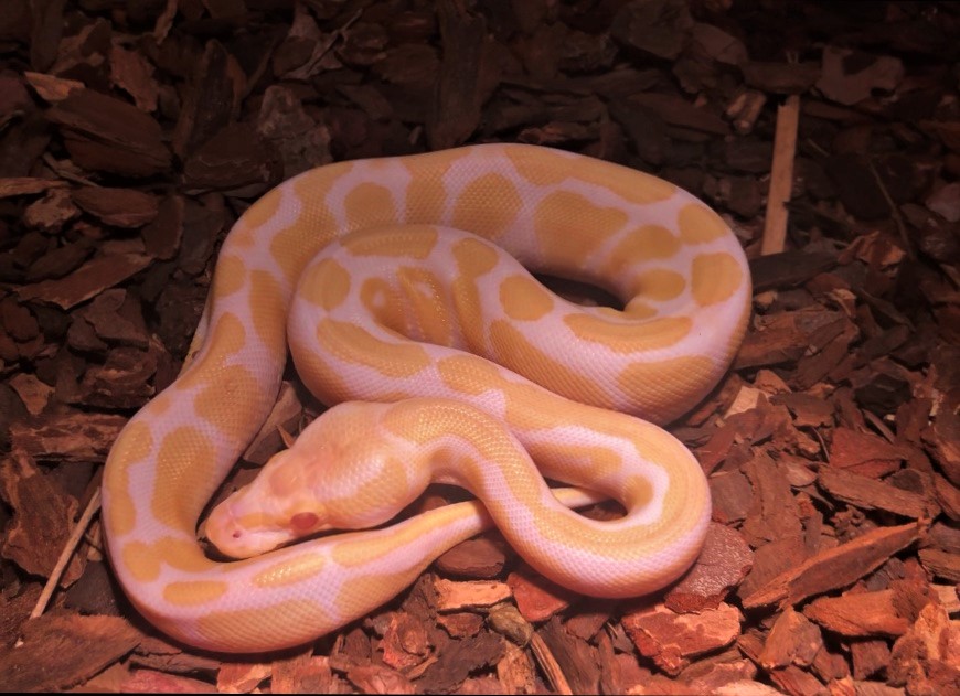 Koningspython Albino (Python Regius) | Diertotaal.nl